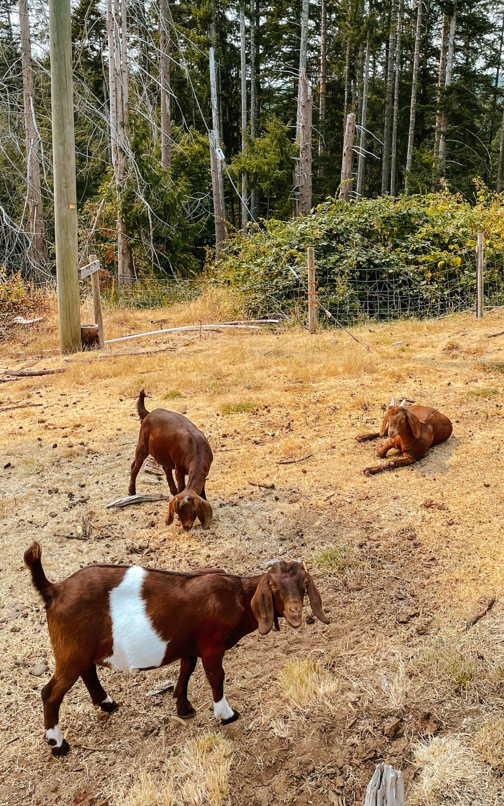 Salt Spring Island Itinerary for a Weekend Getaway