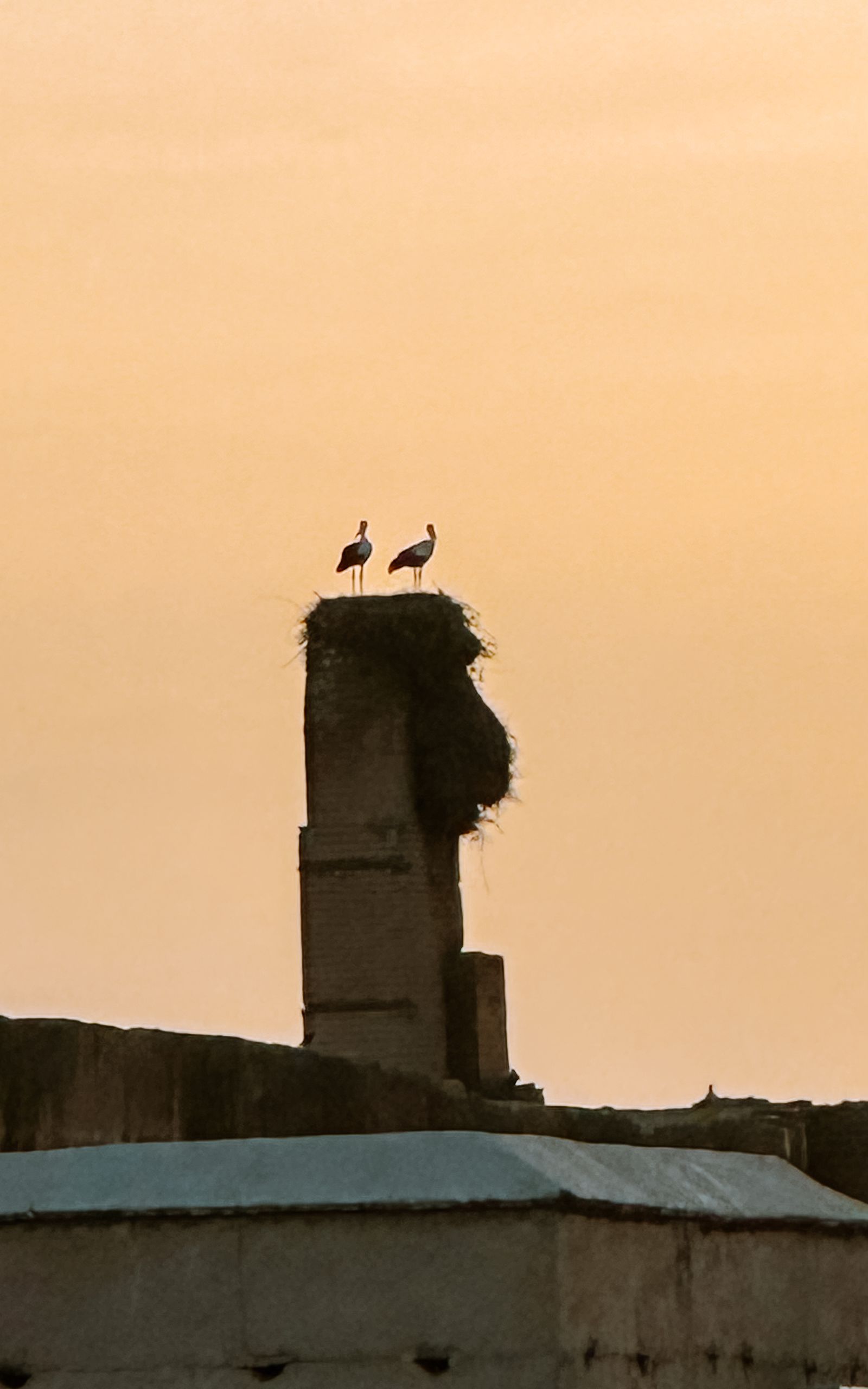 8 Things to Do in Marrakech at Night