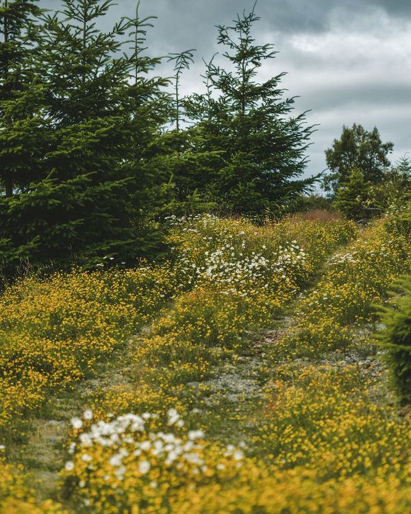 5 Day Vancouver Island Itinerary for Nature, Food & Culture